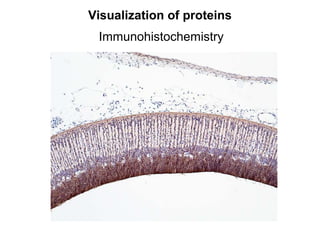 Visualizing protein sequence annotations | PPT | Databases | Computer Software and Applications