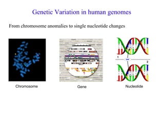 Gene gain and loss: aCGH. ISACGH | PPT