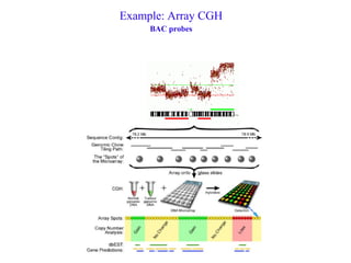 Gene gain and loss: aCGH. ISACGH | PPT