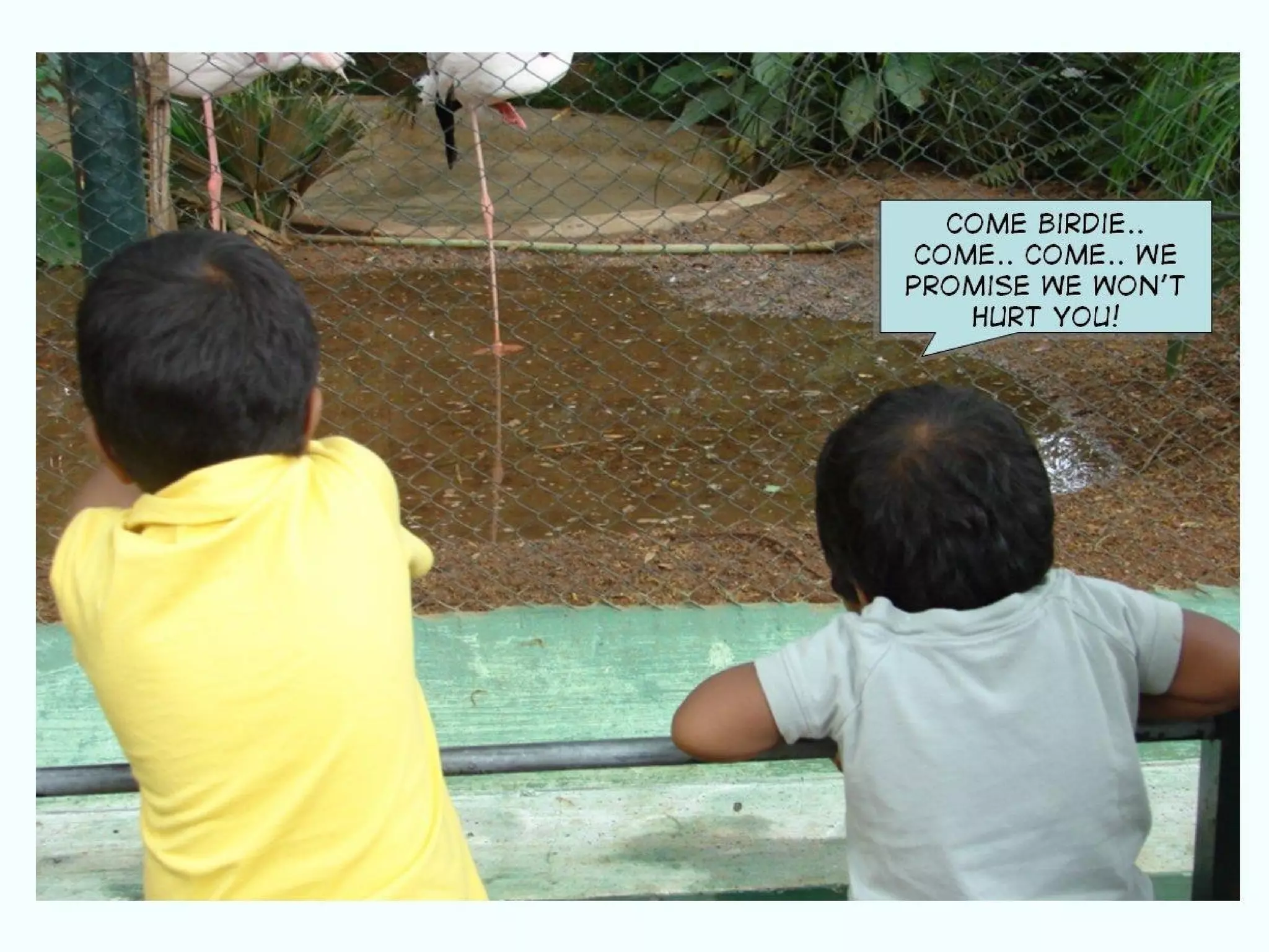 2008 03 Mysore Zoo Brindavan | PPT