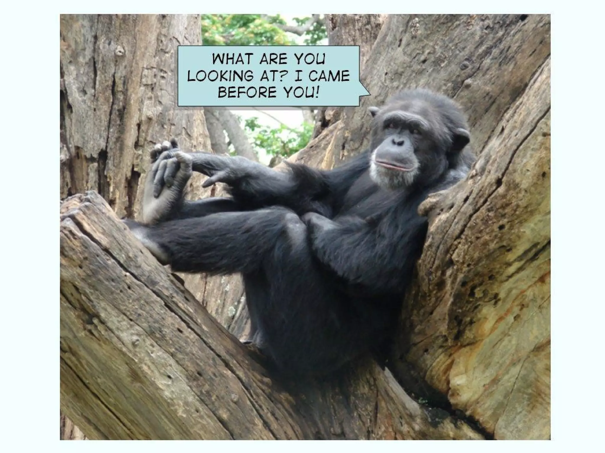 2008 03 Mysore Zoo Brindavan | PPT