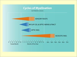 Differences in the sensitive phase of the maturation of the auditory ...