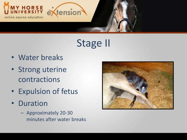 2008 12 Anderson The Foaling Process | PPTX | Pregnancy | Reproductive ...