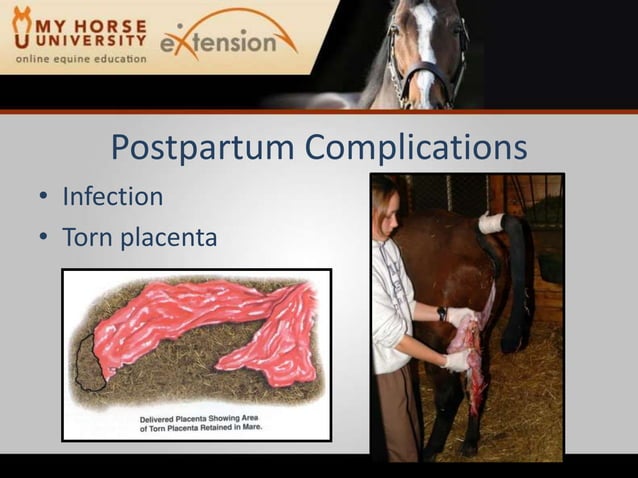 2008 12 Anderson The Foaling Process | PPTX | Pregnancy | Reproductive ...