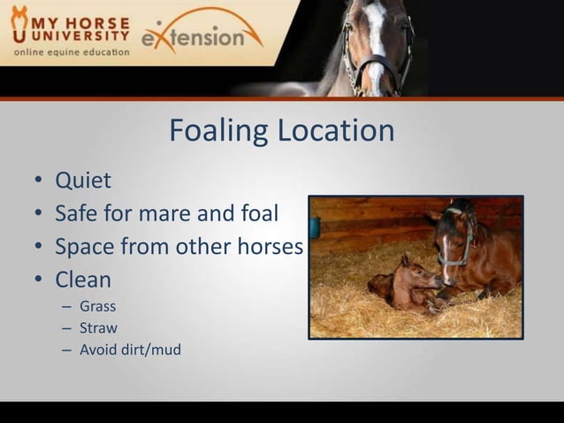 2008 12 Anderson The Foaling Process | PPTX | Pregnancy | Reproductive ...