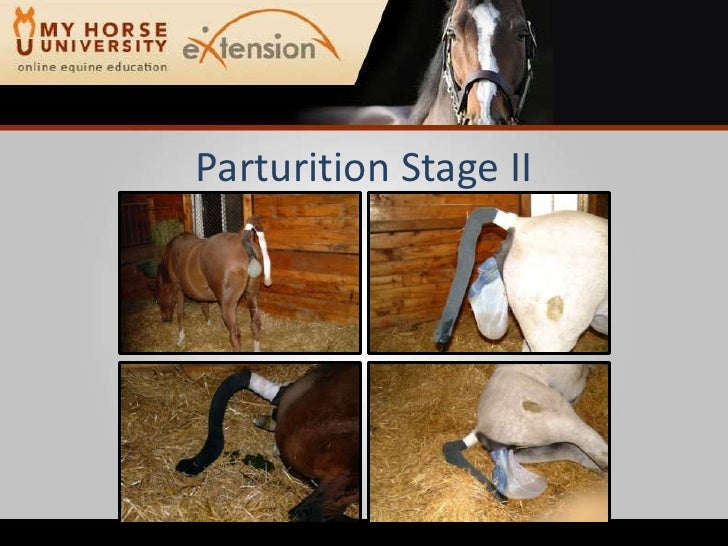 2008 12 Anderson The Foaling Process