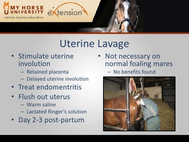 2008 12 Anderson The Foaling Process