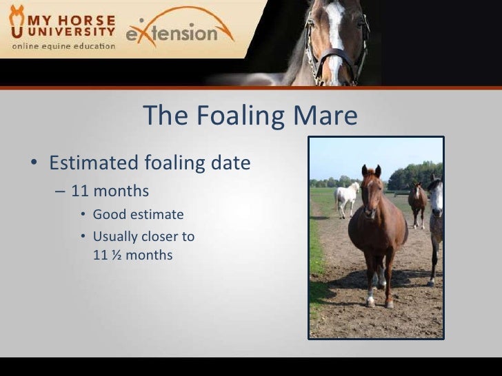 2008 12 Anderson The Foaling Process