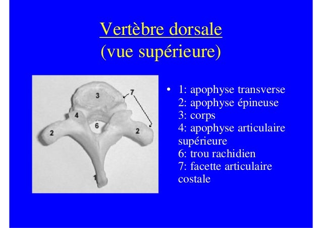 2008 Anatomie descriptive du rachis