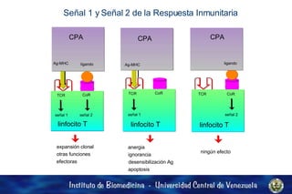 Clase Células Presentadoras de Antígenos y su función | PPT