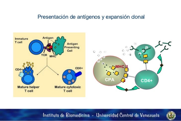 Clase Células Presentadoras de Antígenos y su función