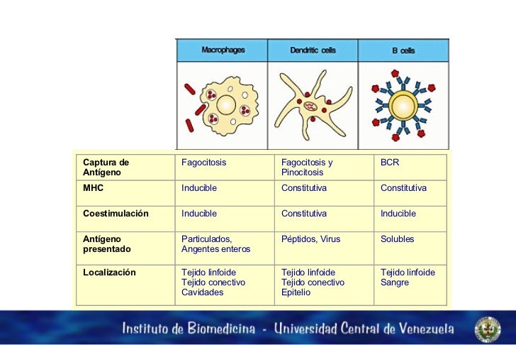 Clase Células Presentadoras de Antígenos y su función