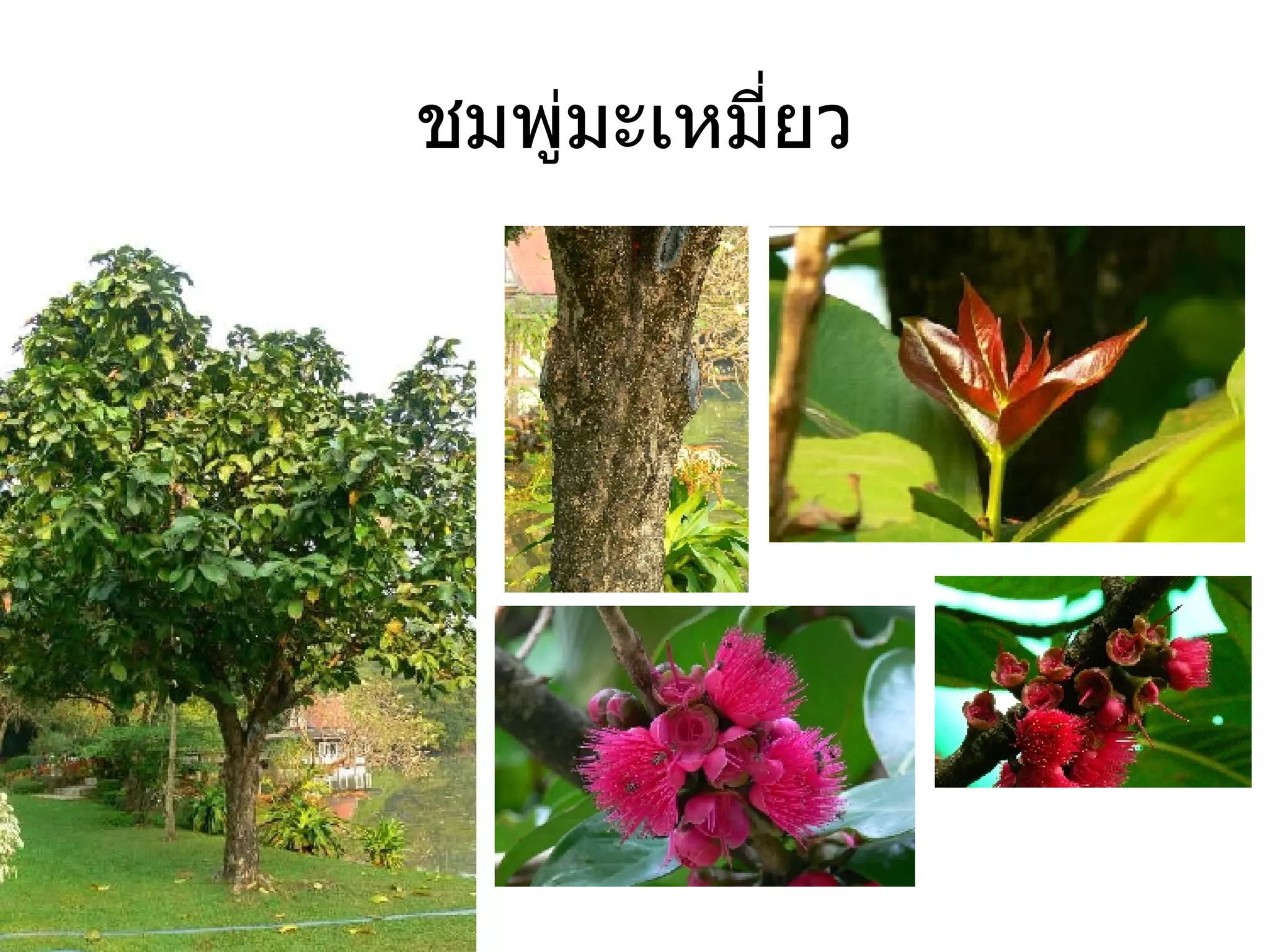 chitralada school | PPT