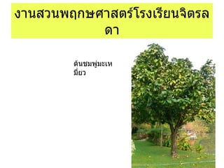 chitralada school | PPT