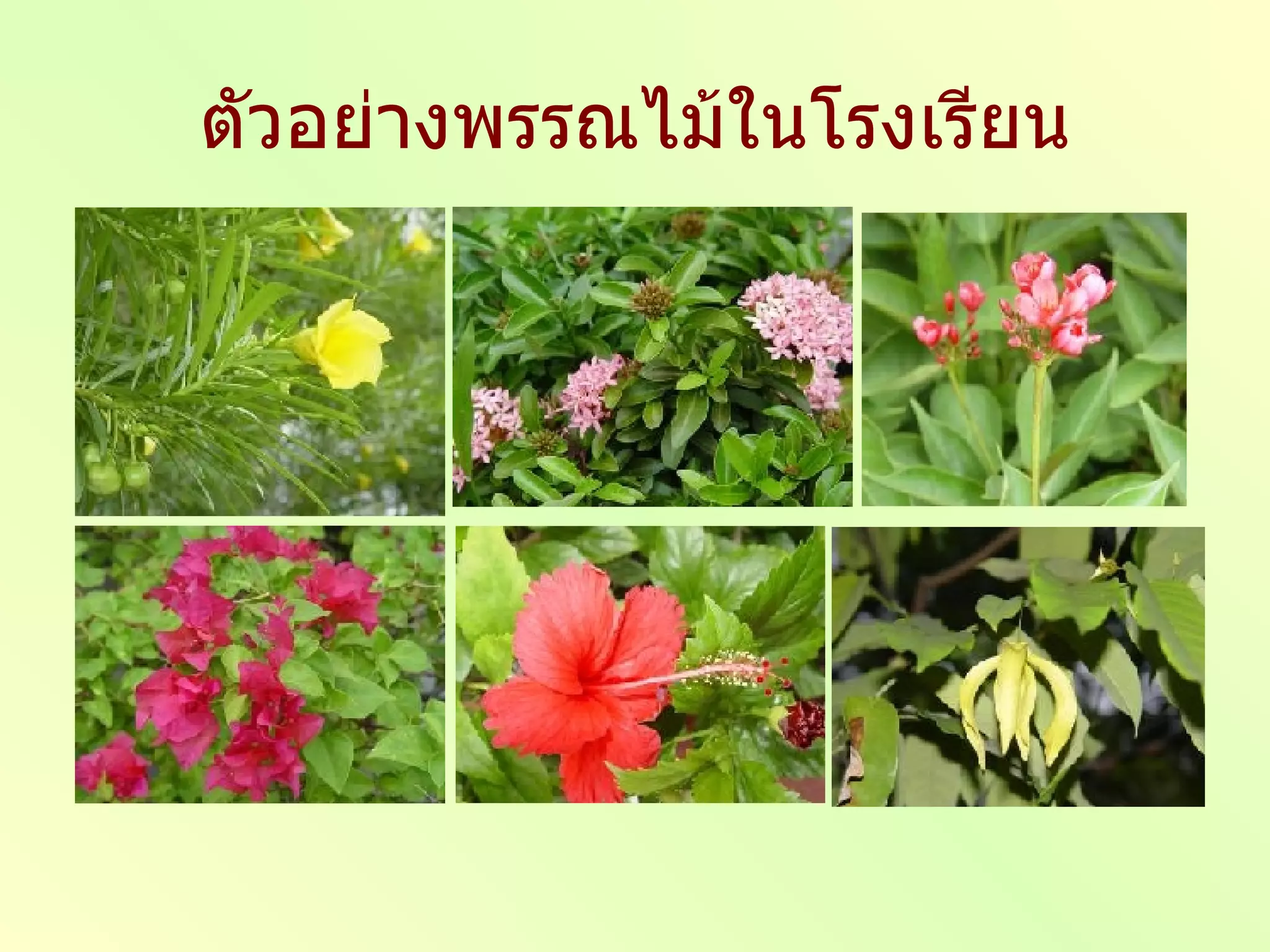 debsirin plant | PPT