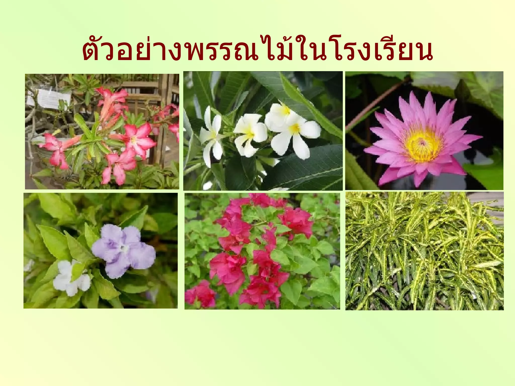debsirin plant | PPT