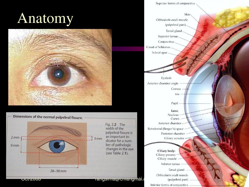 eye-assessment