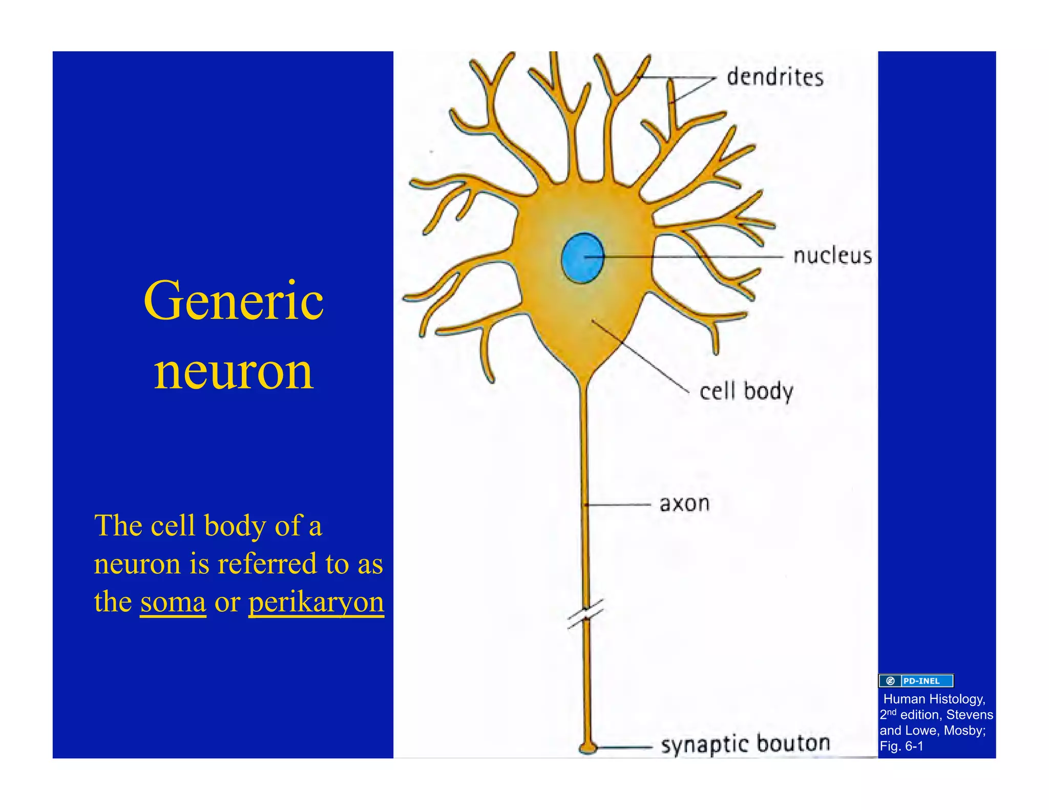 09.22.08: Histology of the Peripheral Nervous System | PDF