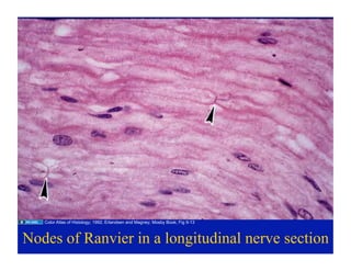 Nerve Longitudinal Section Slide