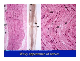 Peripheral Nerve Histology Longitudinal