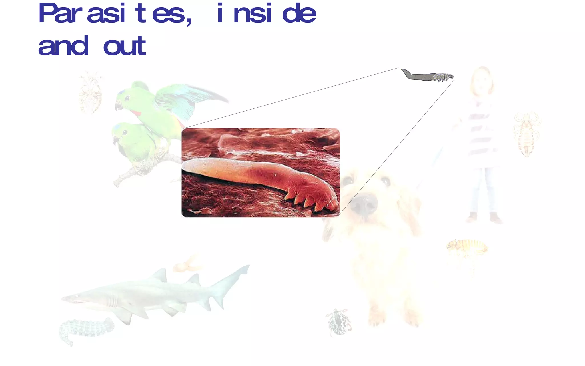 Nature Live - Meet The Parasites | PPT