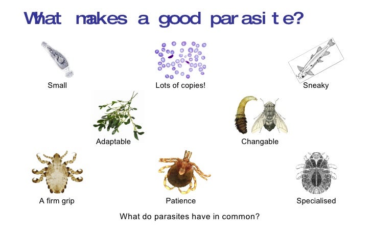 Nature Live - Meet The Parasites