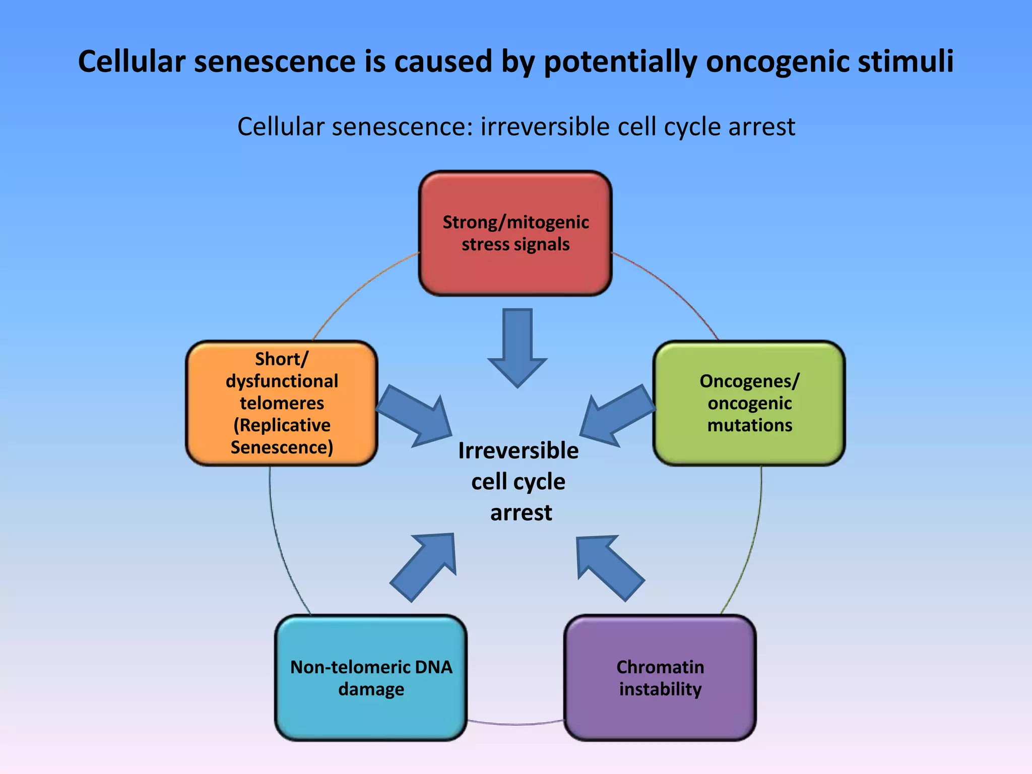 Tumor suppression and inflammation: controlling the senescence associated secretory phenotype ...