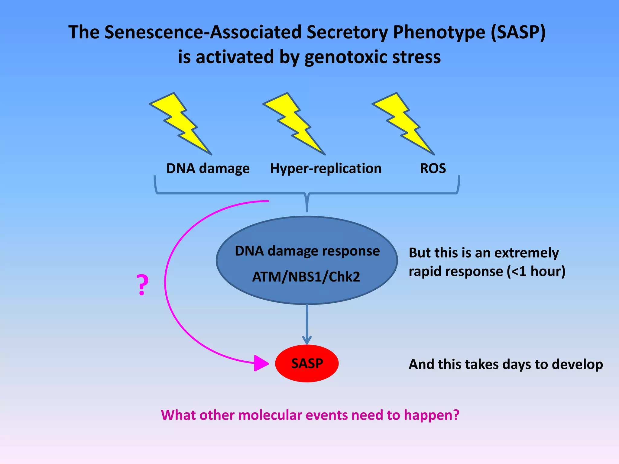 Tumor suppression and inflammation: controlling the senescence associated secretory phenotype ...