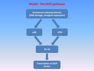 Tumor suppression and inflammation: controlling the senescence ...