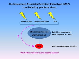 Tumor suppression and inflammation: controlling the senescence ...