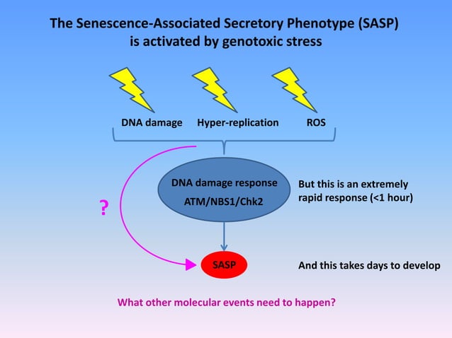 Tumor suppression and inflammation: controlling the senescence associated secretory phenotype | PPT