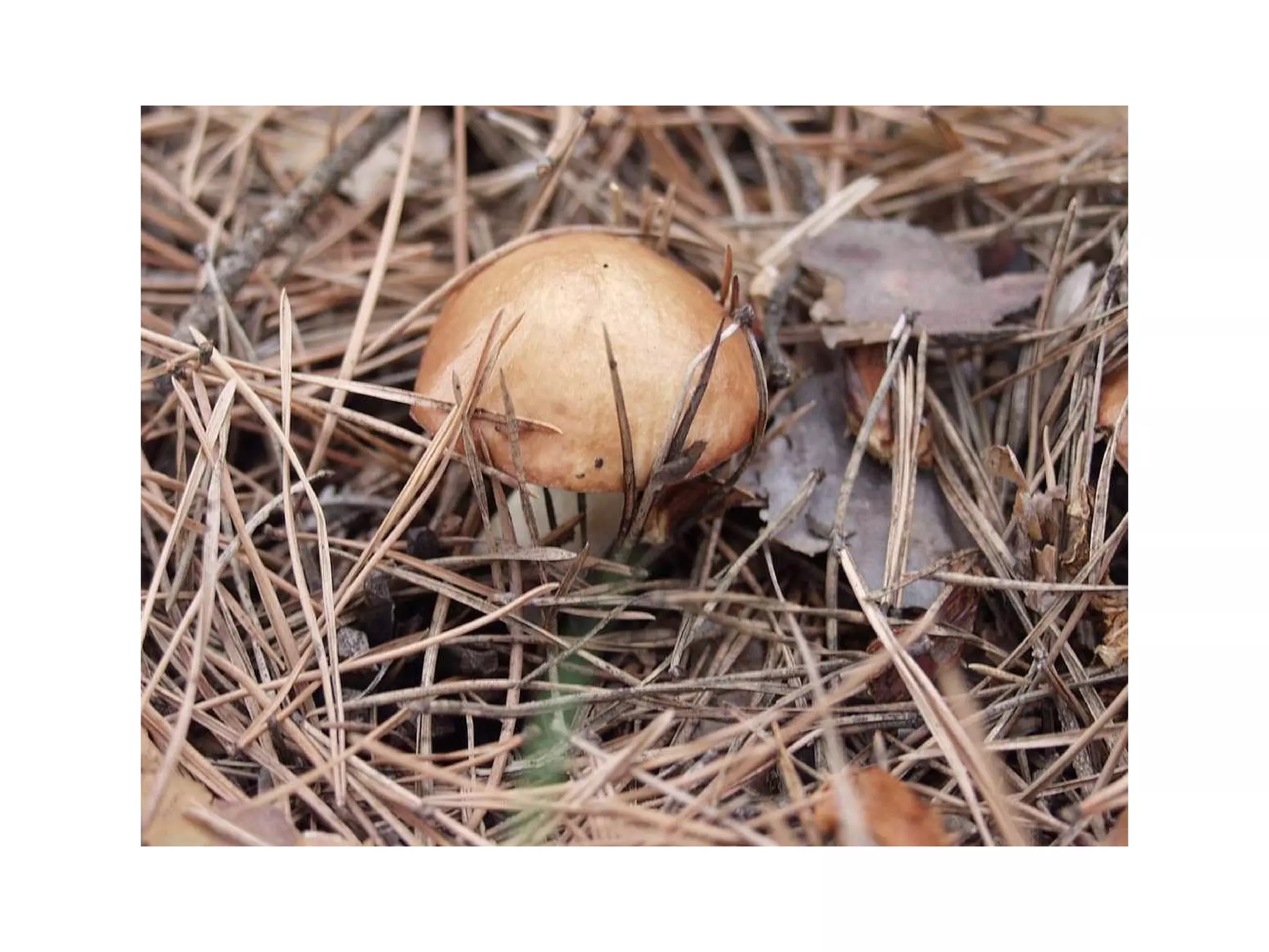 2009 18 10 Osen | PPT