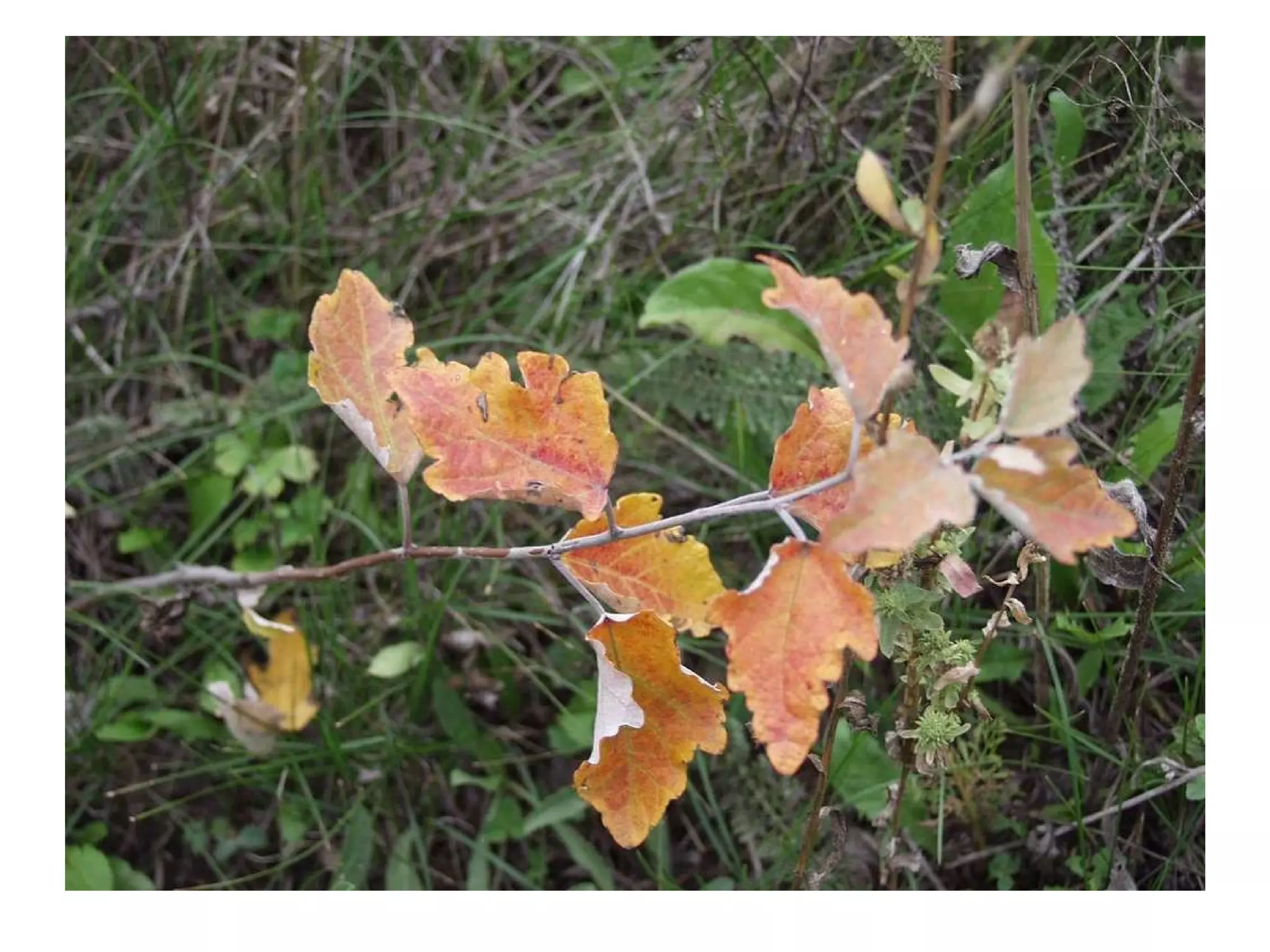 2009 18 10 Osen | PPT