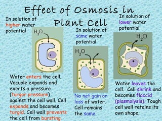 Movement of Substances | PPT | Chemistry | Science