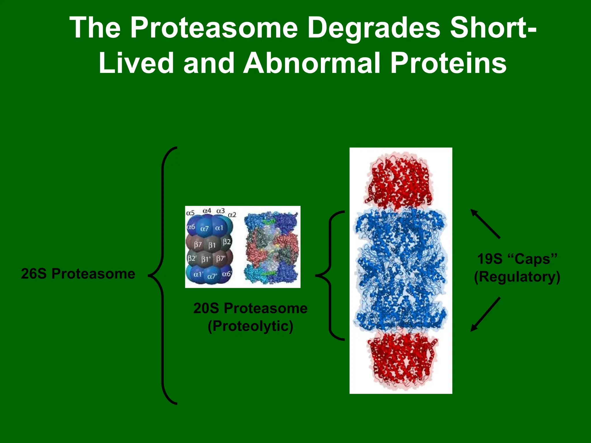 Bioactive and Chemistry of Marine Bacteria and Fungi 2025 | PPT