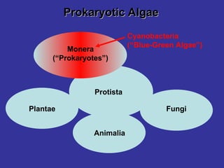 Bioactive and Chemistry of Marine Algae 2025 | PPT