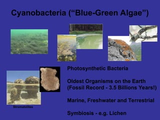 Bioactive and Chemistry of Marine Algae 2025 | PPT