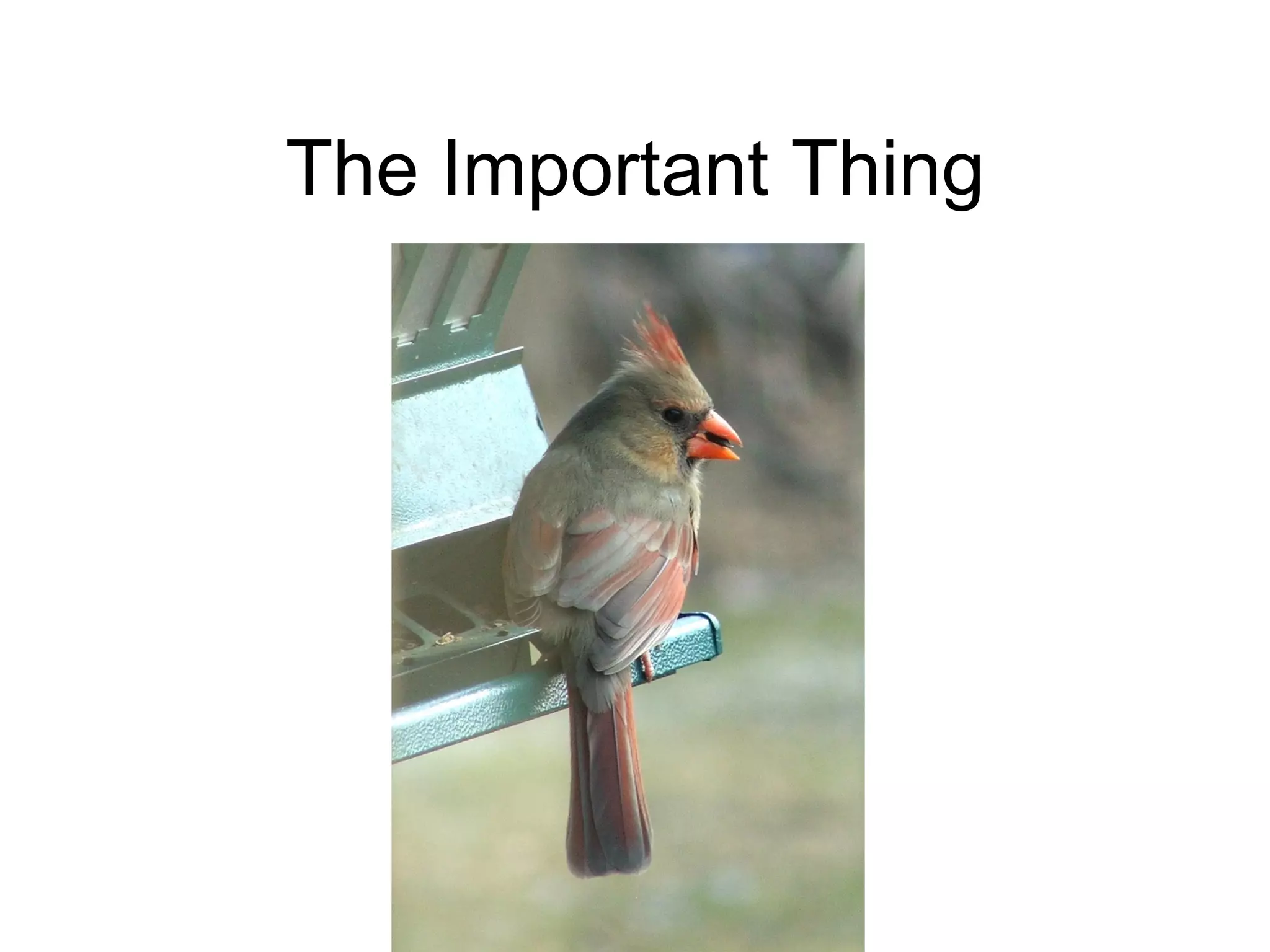 2009 Birds Sample | PPT