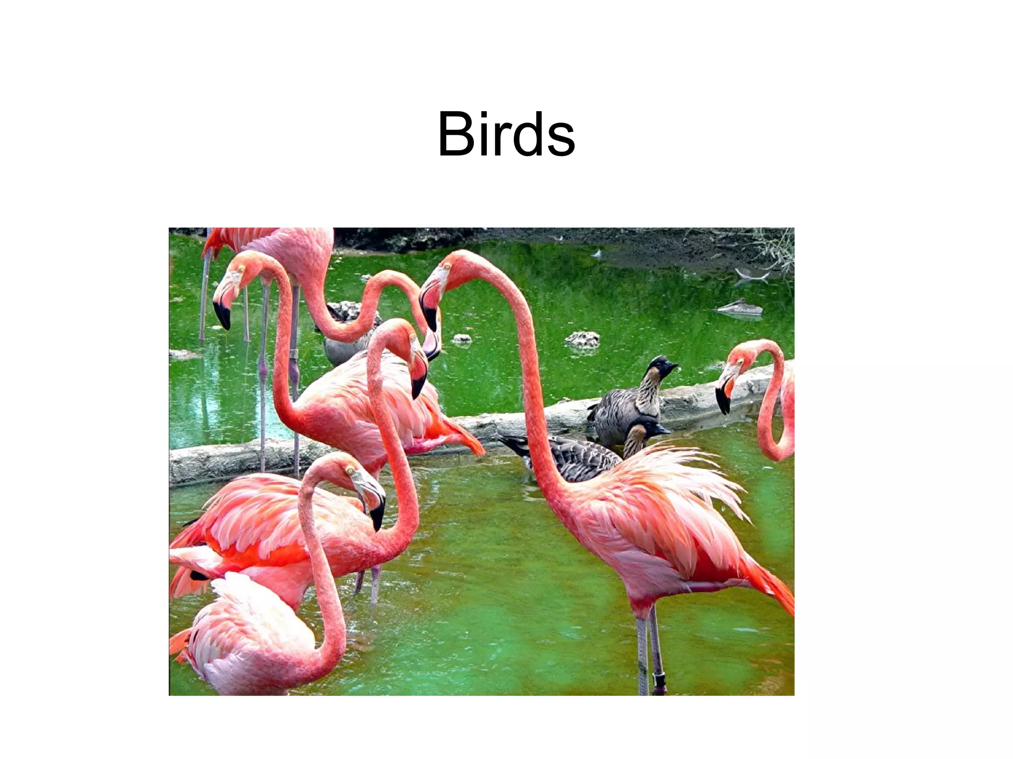 2009 Birds Sample | PPT