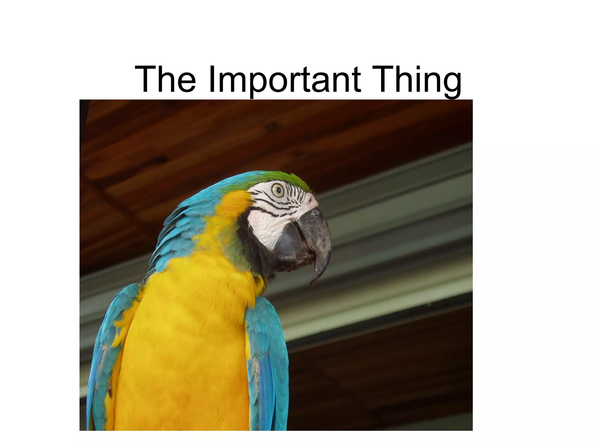 2009 Birds Sample | PPT