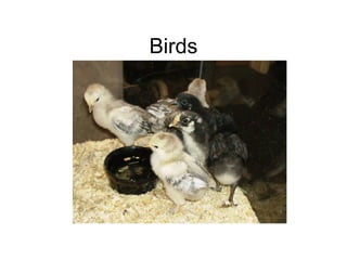 2009 Birds Sample | PPT