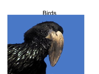 2009 Birds Sample | PPT