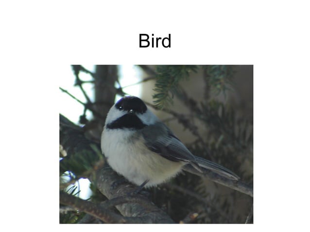 2009 Birds Sample | PPT