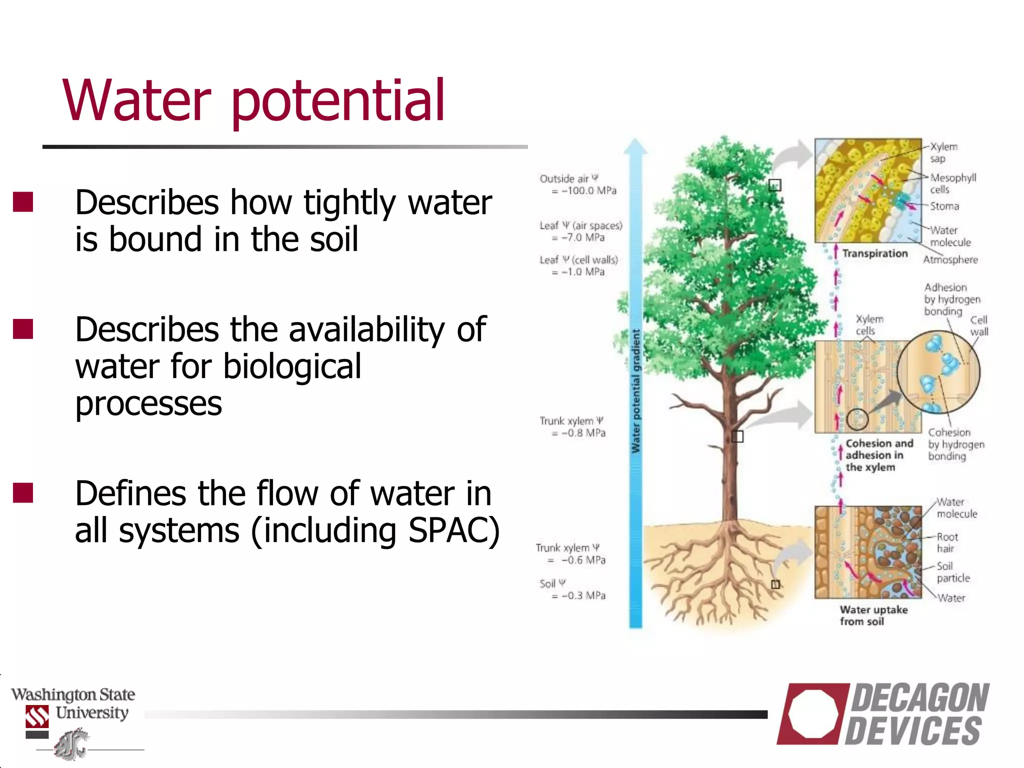 Plant water_relations | PDF