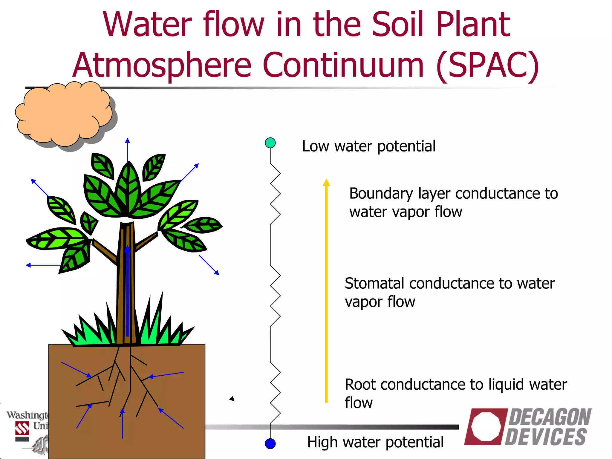 Plant water_relations | PDF