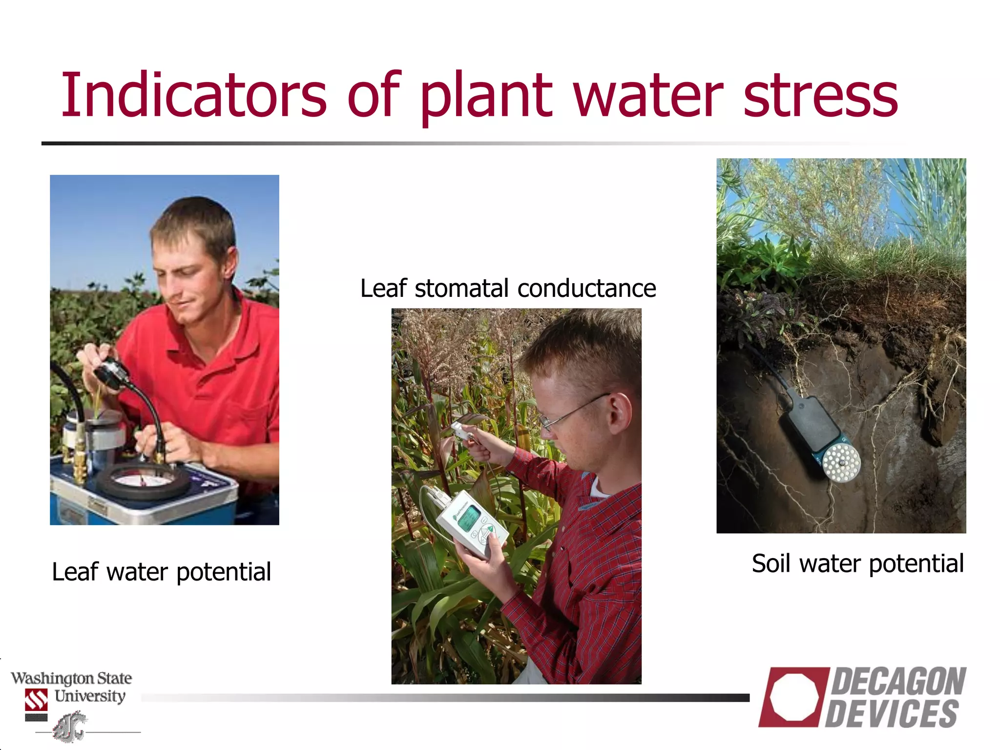 Plant water_relations | PDF