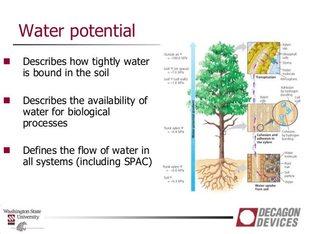 Plant water_relations