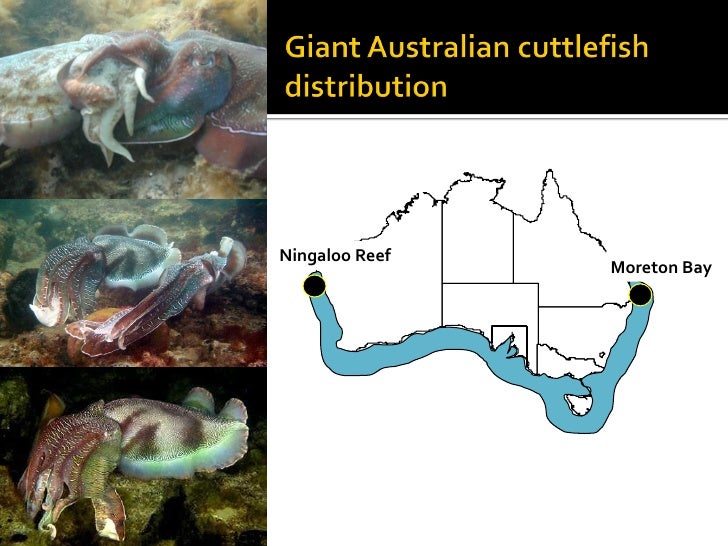 Giant Australian cuttlefish: a globally unique species under threat.