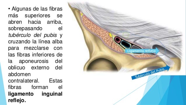 Superficie interna de la pared anterolateral del abdomen