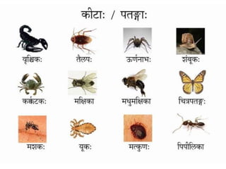 Sanskrit words with pictures | PPTX
